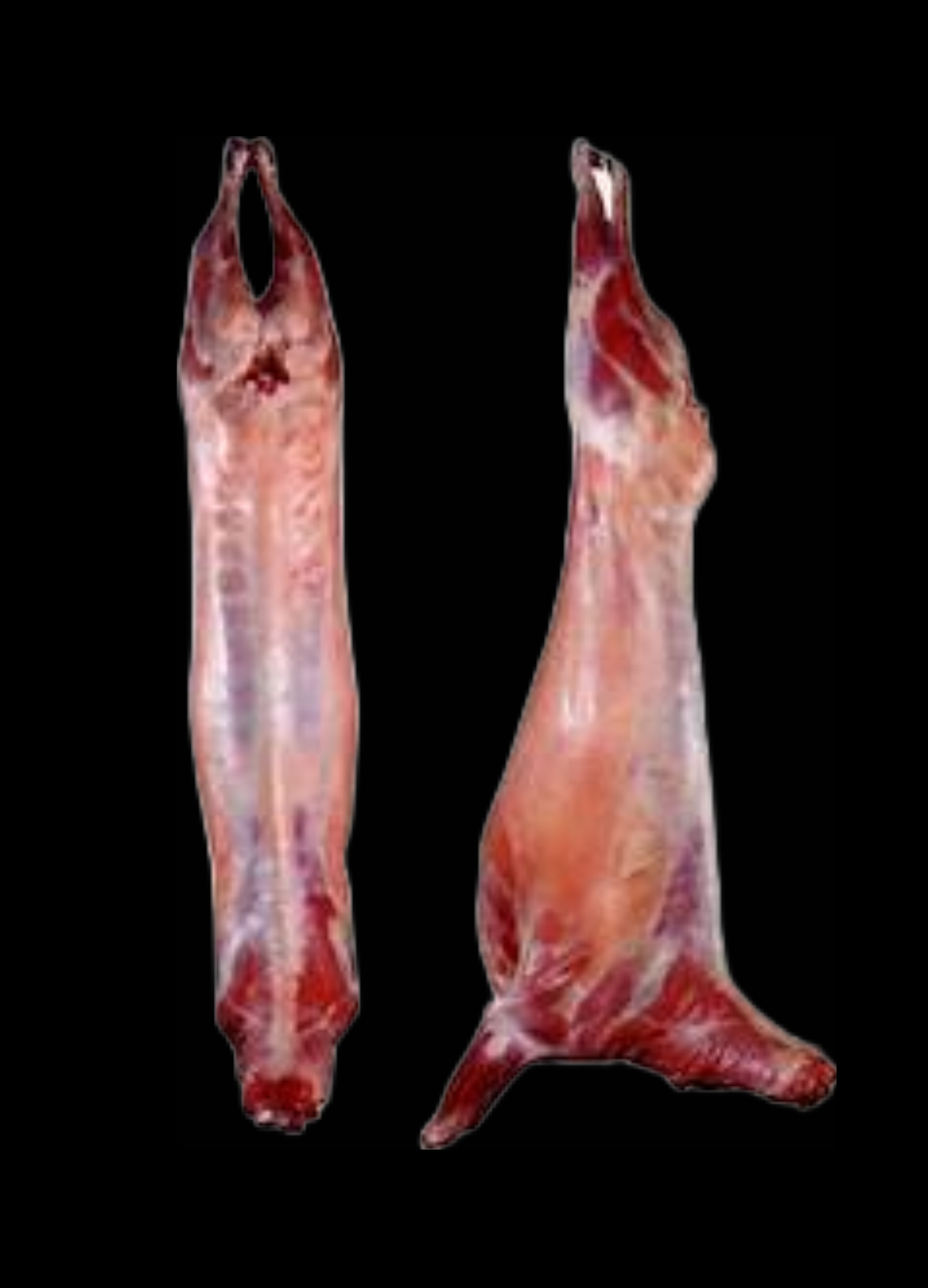 Baby Goat Whole | FreshMeatz